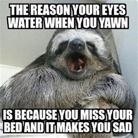 40 Best Sloth Meme Meme Central