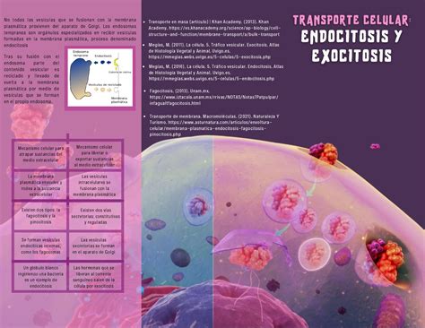 Endocitosis Y Exocitosis Biología Etapa 1 Parte 2 Flashcards
