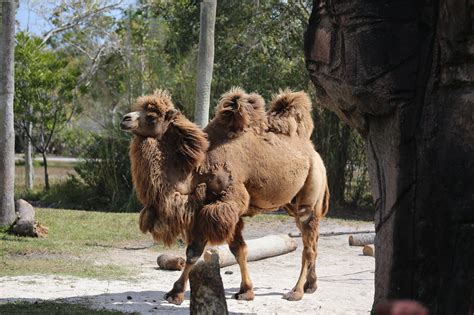 Definitive Guide To Bactrian Camel Facts Habitat Conservation Status