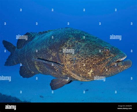 A Large Fish Atlantic Goliath Grouper Epinephelus Itajara Swims In