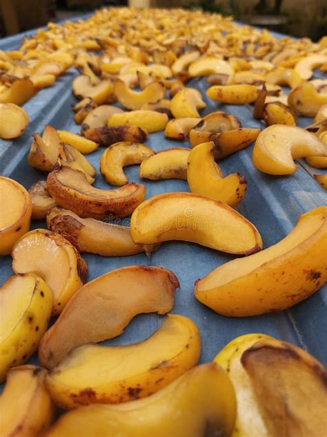 Traditional Sun Drying Process Of Asam Keping Dried Garcinia In Kota