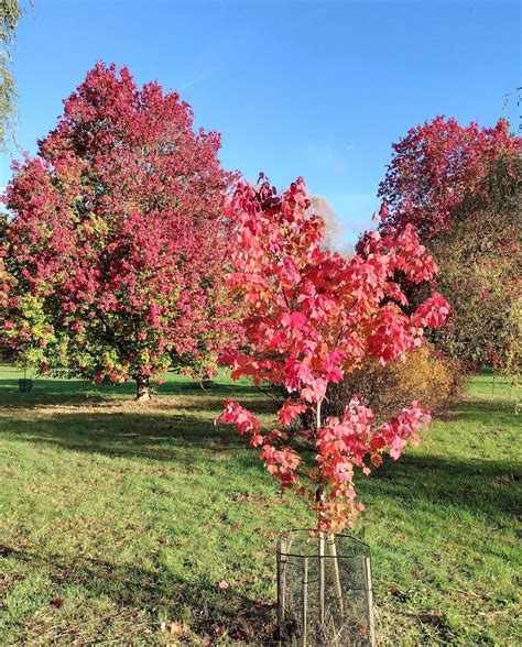 Acer Rubrum October Glory Acer Rubrum October Glory Acer Rubrum