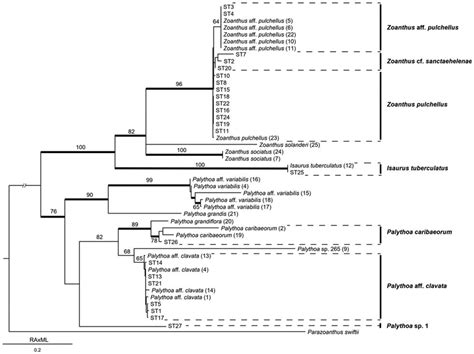 phylogenetic reconstruction based on the concatenated alignment of