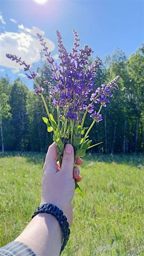 Природа Alberi Frutta