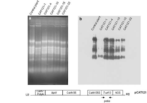 northern analysis a the rna samples prior to blotting were shown b
