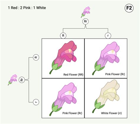 Chi Square Test Types Formula Practice Problems Applications Biology Notes Online