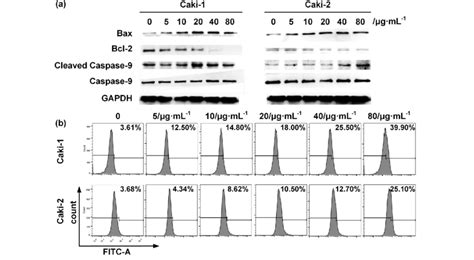 Go Active Caspase Pathway On Ccrcc Cell Lines In A Dose Dependent