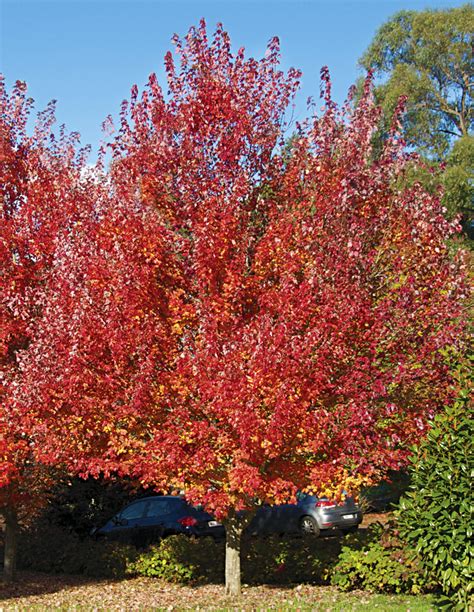 Exotic Deciduous Trees Plants Plus Cumberland Forest
