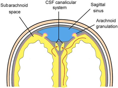 Subarachnoid Space Csf