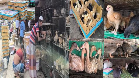 81 ৫০০ টাকা রানিং হাঁস টাইগার ফাউমি মুরগির বাচ্চা তিতির টার্কি চিনা হাঁসের বাচ্চা নিমতলি