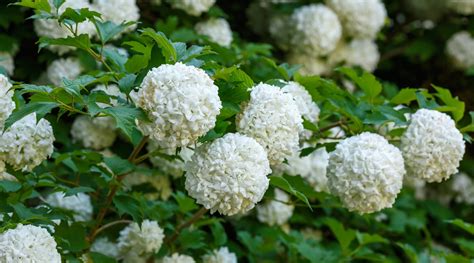 How To Plant Grow And Care For Viburnum Shrubs