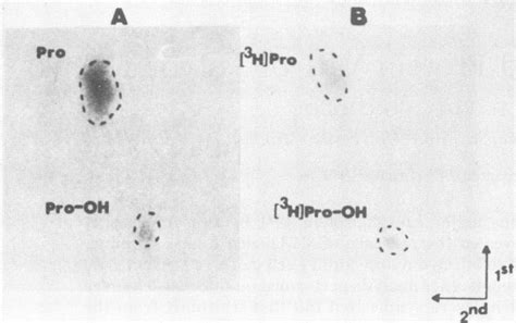 Two Dimensional Paper Chromatography Of Acid Hydrolyzed Polyomavirus