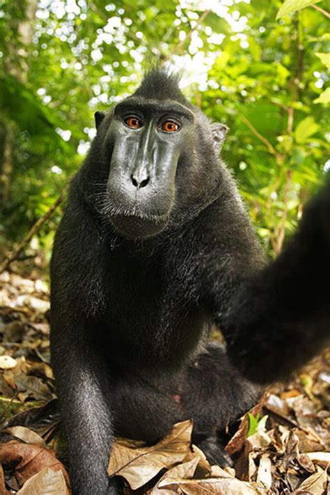A Statement From The Monkey The New Yorker