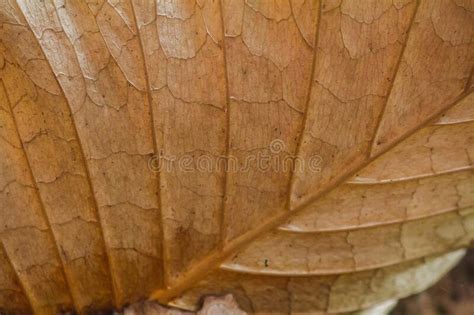 Leaves Of Asplenium Nidus Dry Stock Image Image Of Abstract Forest