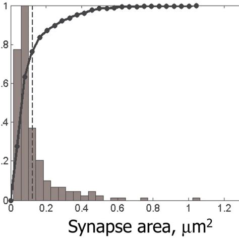Schematic Explanation Of Synapse Detection Using Co Localization Of