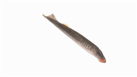 3d Model Lamprey Rigged Turbosquid 2189674