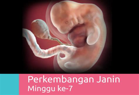 Detail Gambar Janin 7 Minggu Di Usg Koleksi Nomer 18