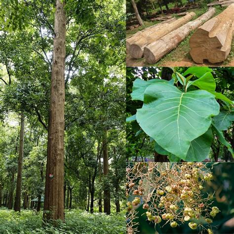 Teak Tree Wood Teak Wood Tree Seeds 350 Grams