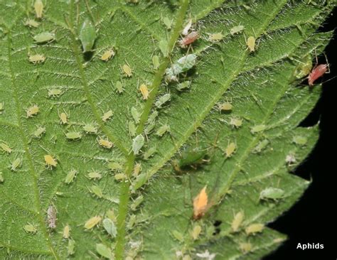 منصة التعليم عن بعد لجامعة الأغواط All Courses