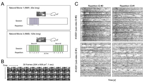neural population activity during natural video presentations a