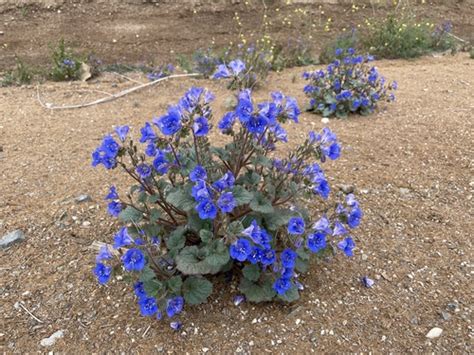 Desert Bluebells Phacelia Campanularia · Inaturalist