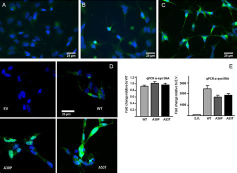 Figure 1 From University Of Groningen Impairment Of Mitochondria