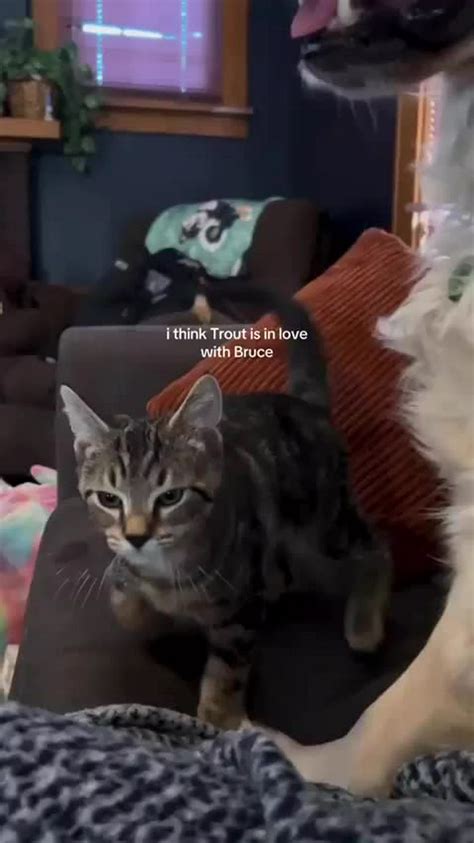 Trout Is In Love With Bruce Album On Imgur