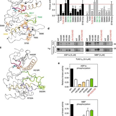 Catalytic Activity Depends On Tlk2 Autophosphorylation A Download Scientific Diagram