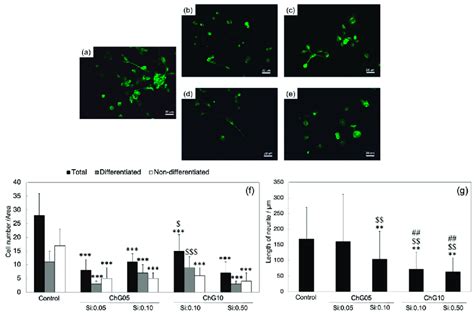 Fluorescence Images A E After β Tubulin Staining Green And Graphs