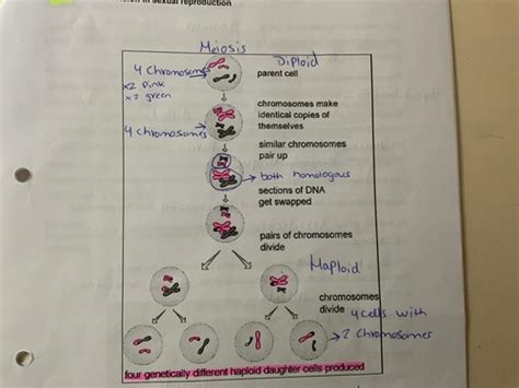 B Cell Division In Sexual Reproduction Flashcards Quizlet