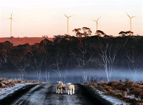 Meaghan C On Linkedin Accionaenergia Accionaaustralia