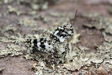 Nymphal Lichen Grasshopper Trimerotropis Saxatilis From Beetles In The Bush By Ted Mcrae