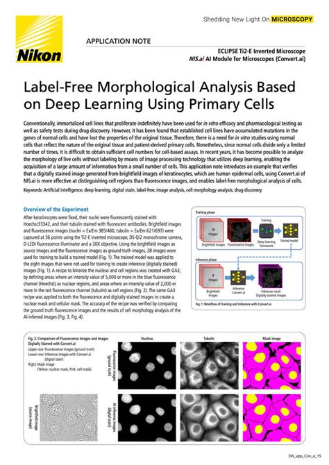 label free morphological analysis based on deep learning using primary