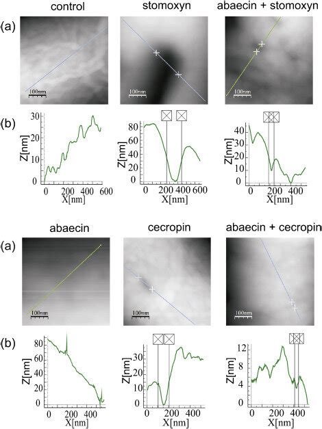 Surface Profiles Of E Coli Jm83 Cells Treated With 20μm Abaecin 03μm Download Scientific
