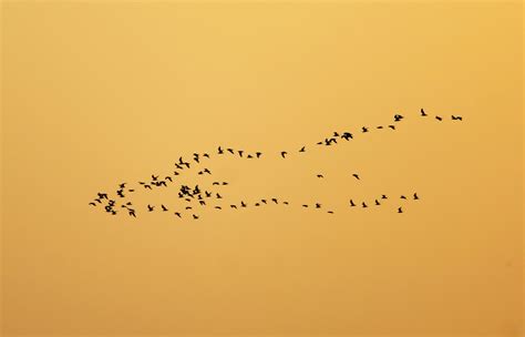 Goose Migration Photos Download The Best Free Goose Migration Stock