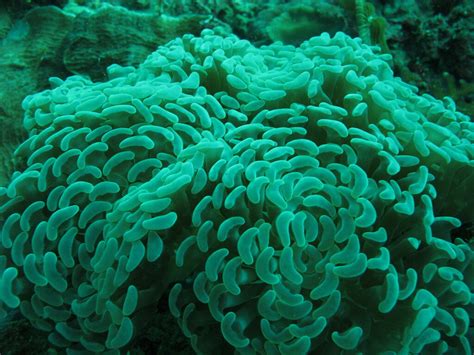 Fimbriaphyllia From Kota Kinabalu Sabah Malaysia On June 8 2010 At