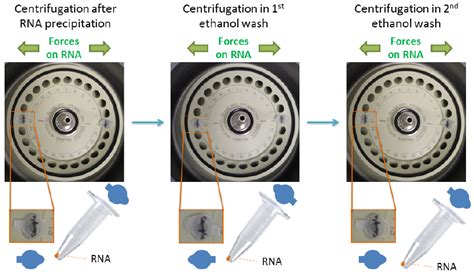 Microcentrifuge Tube Pellet