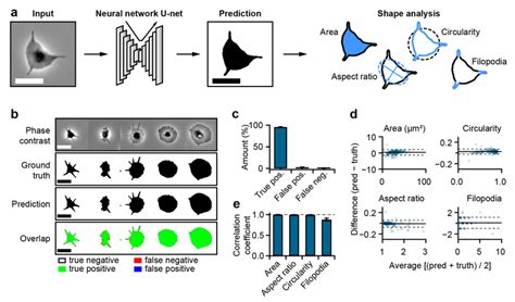 Platelet Detection By Convolutional Neural Network Cnn And Evaluation Download Scientific