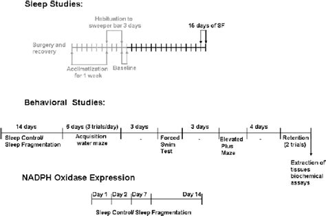 Schematic Diagram Illustrating Sleep Behavior And Biochemical
