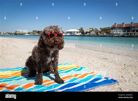 Mini Chocolate Cockapoo Wearing Sunglasses Sitting On A On Towel On