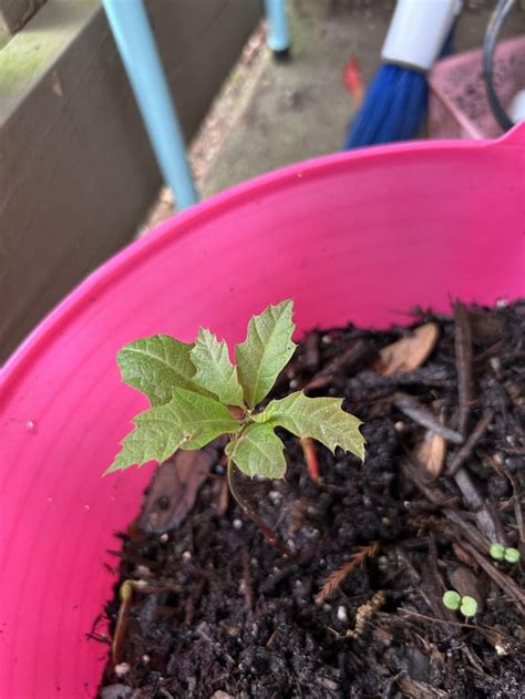 Oak Tree Id Rtree