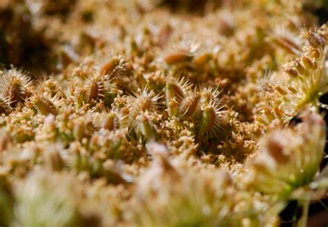 Эфирное масло семян моркови - AgroFlora.ru