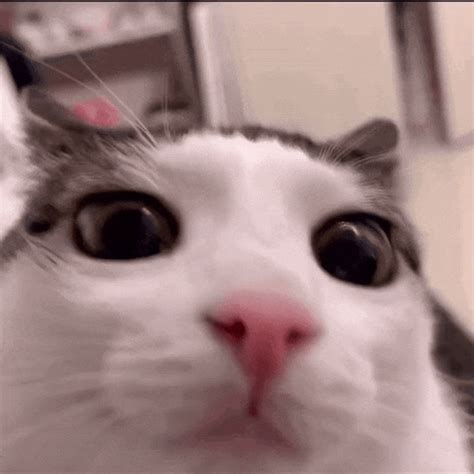  Cute Cat Tenor