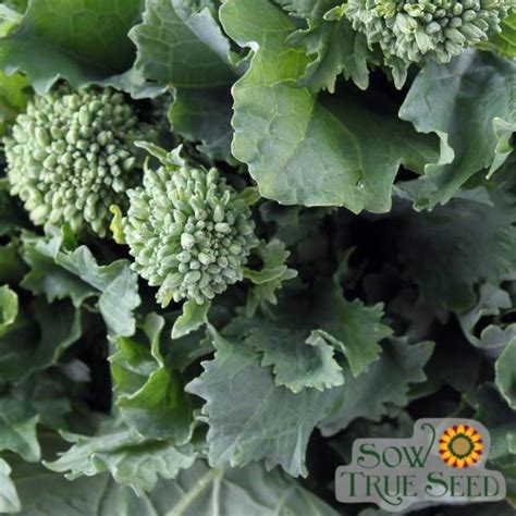 Broccoli Raab Seeds Spring Rapini Organic Sow True Seed