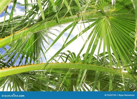 What Are Palm Tree Fronds At Joann Robertson Blog