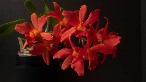 American Orchid Society Culture Sheets Maine Orchid Society