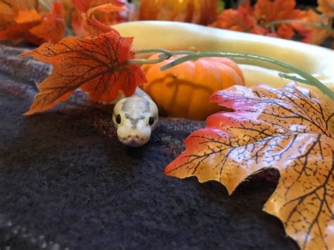 Kaa The Ball Python On Tumblr