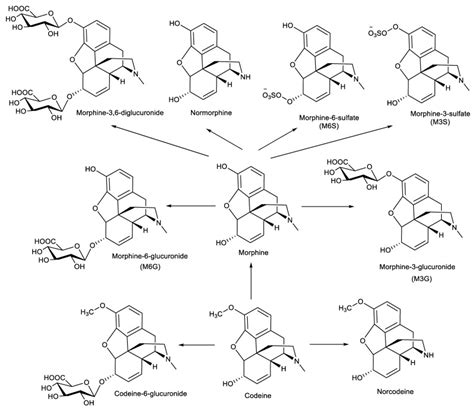 Synthesis And Modification Of Morphine And Codeine Leading To Diverse