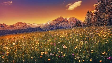 Premium Photo Ultra Hd 4k Desktop Wallpaper