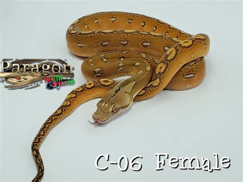 Orange Ghost Stripe Reticulated Python Traits Morphpedia